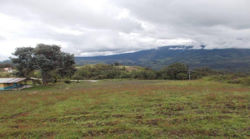 Pequiven desarrolló dos parcelas demostrativas para evaluar cultivo en ...