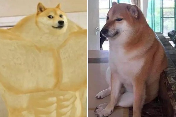Cheems el perrito más viral de las redes tiene su propio museo en ...